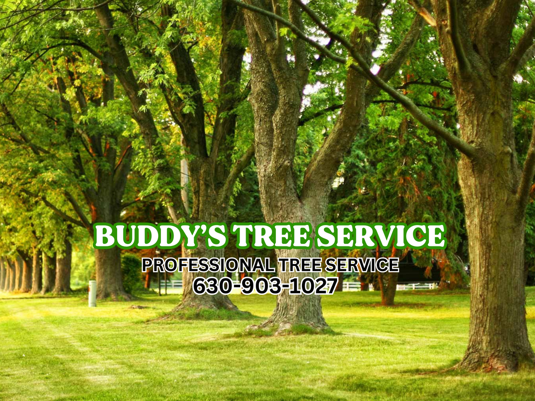 Buddy's Tree Service – Buddy's Tree Service