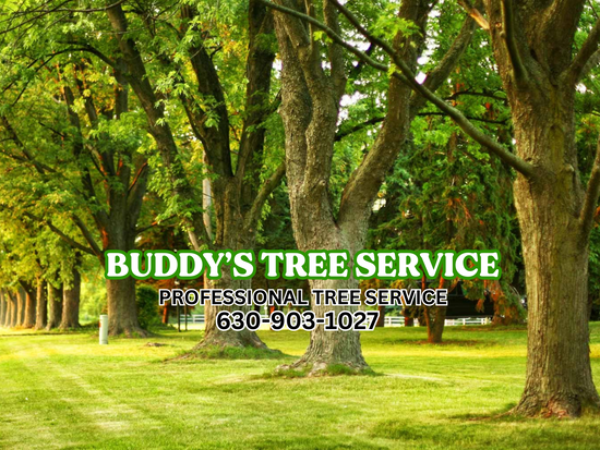 Buddy's Tree Service – Buddy's Tree Service